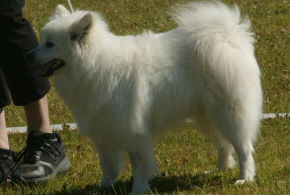 10 Little-Known Truths About The Volpino Italiano - NewsBreak