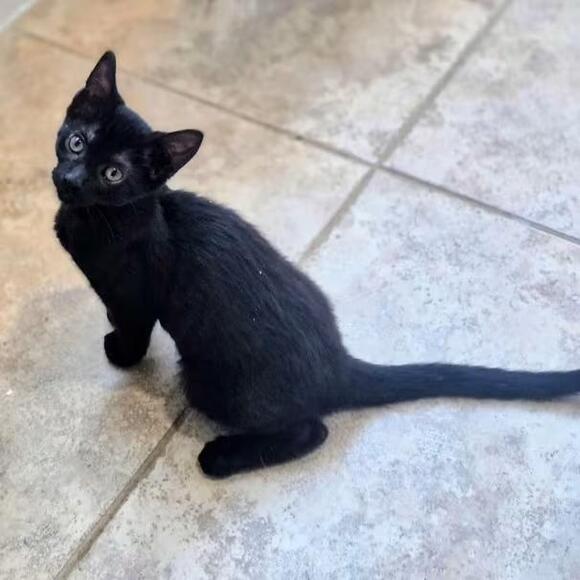 🐱 Sweet Kittens and Loving Cats Ready for Adoption in Arizona City ...