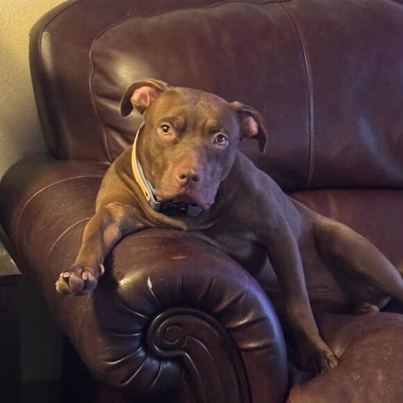 🐶 Playful, Gentle & Loyal Dogs Ready for Adoption in Colorado Springs ...