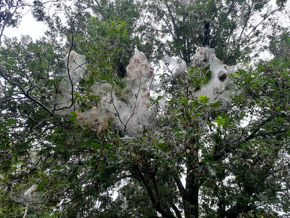 Are those spider webs in my pecan tree? - NewsBreak