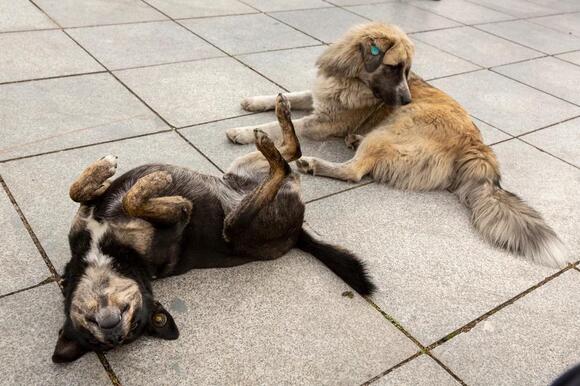 How To Get My Dog to Like My Other Pets - NewsBreak