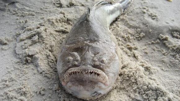 The Most Patient Predator on Earth Can Wait Days Without Moving - NewsBreak