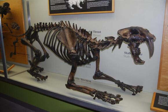 10 Saber-Toothed Predators That Aren’t Smilodon - NewsBreak