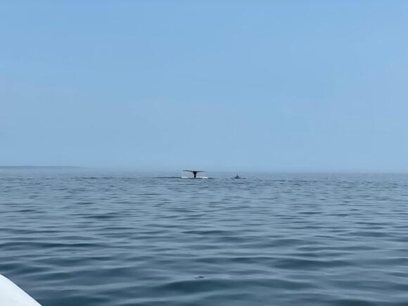 The Science Behind Orca Dialects and Family Bonds - NewsBreak