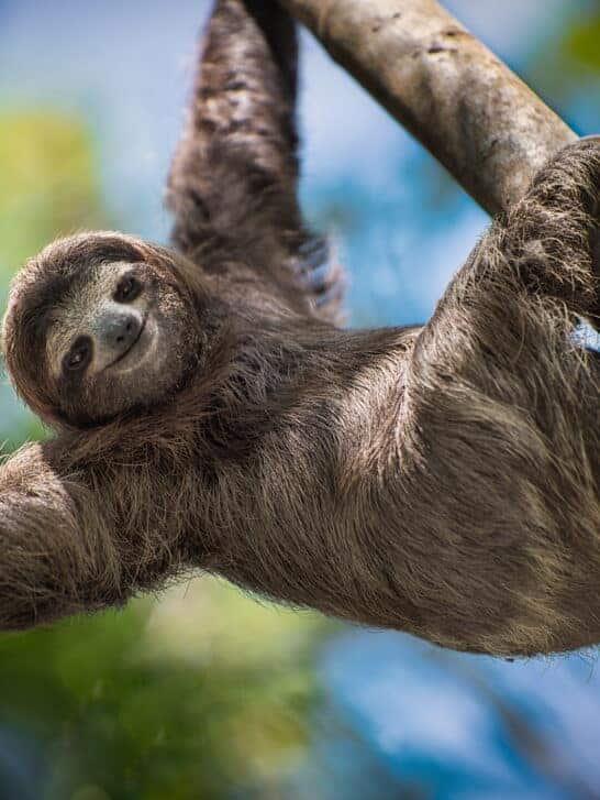 13 Reasons Sloths Are Nature’s Most Unique Mammals - NewsBreak