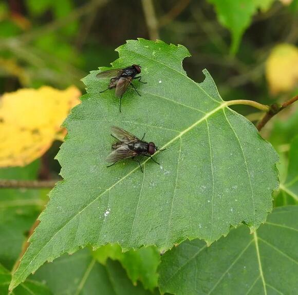 Oregon Biting Flies: 6 Species and How to Protect Yourself - NewsBreak