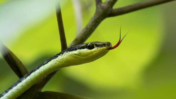 Why Some Snakes Have Heat Vision and How They Use It to Hunt - NewsBreak