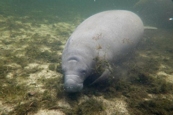 A Rare Manatee Sighting Caught On Camera In NJ [VIDEO] - NewsBreak