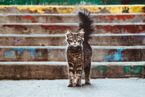 10 Cat Behaviors That Seem Random But Show True Love - NewsBreak