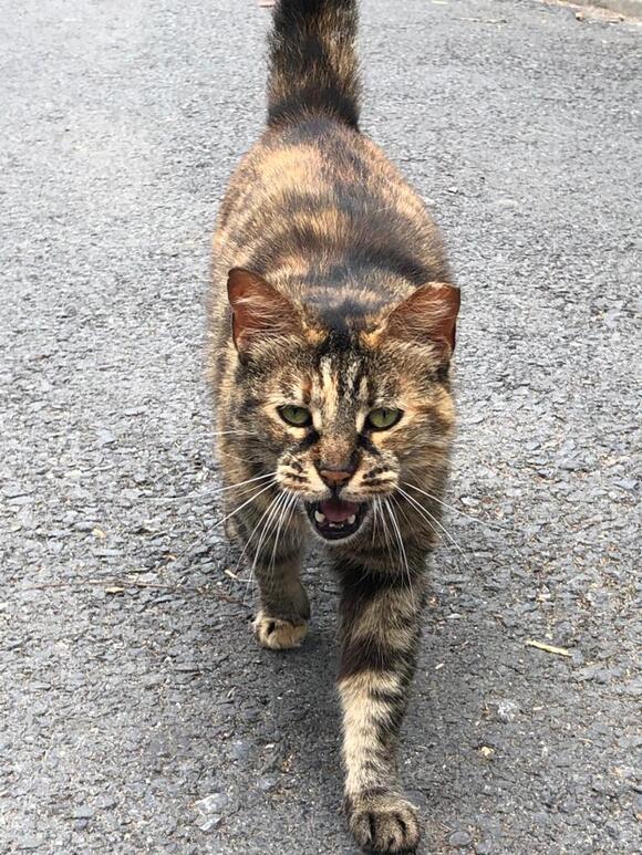 Everything You Need to Know About Your Cat’s Vocalizations - NewsBreak
