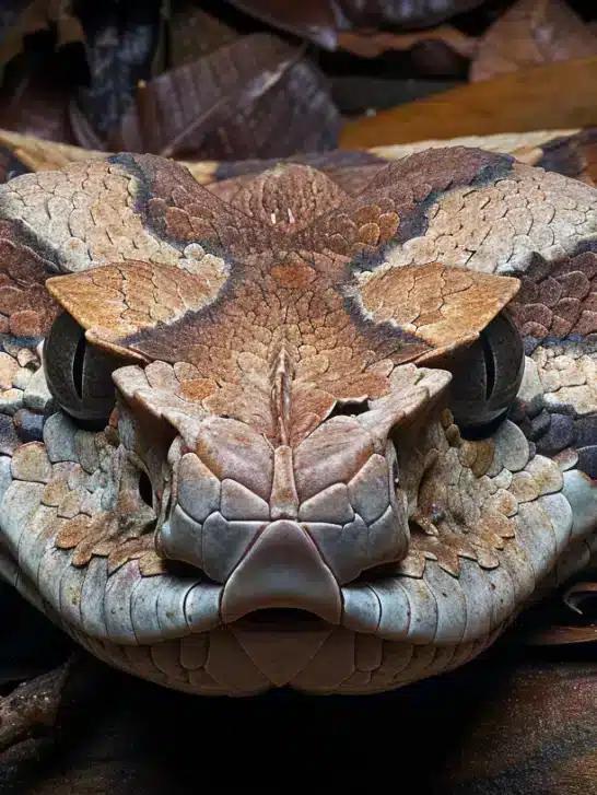 Largest Gaboon Viper Caught on Camera - NewsBreak