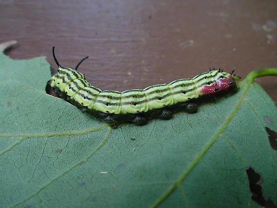 This Native Pink and Yellow Iowa Moth Has No Mouth or Ears - NewsBreak
