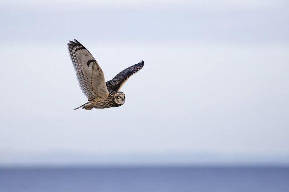 10 Amazing Facts About Owls That Will Make You Look at Them Differently ...
