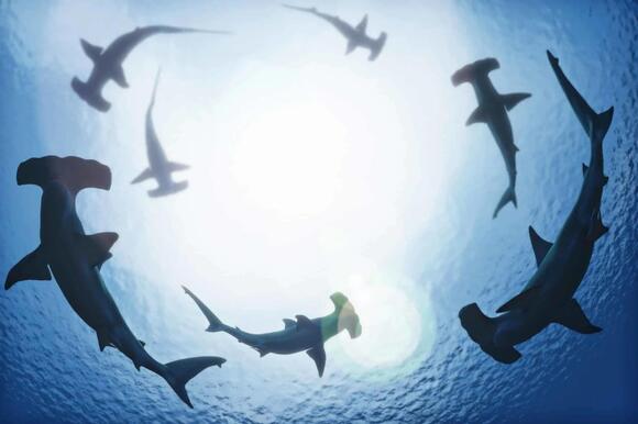 10 Surprising Facts About Hammerhead Sharks - NewsBreak