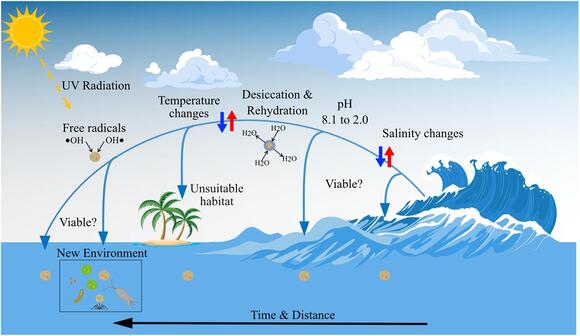 Viruses in the Ocean: The Most Abundant Lifeform You’ve Never Heard Of ...