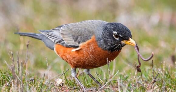 The Complete List of All 50 Official US State Birds (With Pictures ...