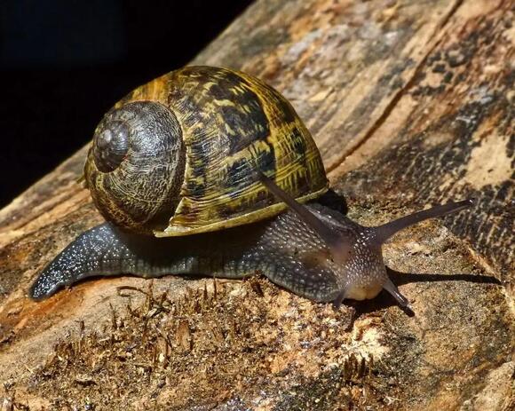 Complete Guide to Florida Snails: 18 Species You’ll Find in Your ...