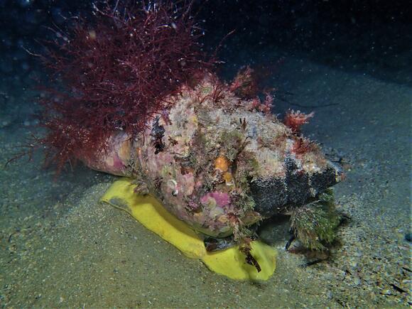 The Biggest Snail In The World Is A Nearly Meter-Long Australian Trumpet
