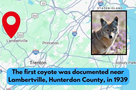 Coyote sightings rise in NJ — What to do if you see one - NewsBreak
