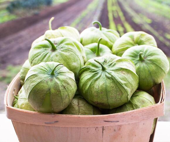 When to harvest tomatillos – the vital signs for magnificently ripe ...
