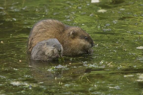 The Top 10 Animals With The Shortest Gestation Periods - NewsBreak