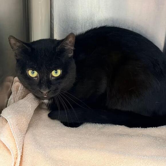 🐱 Sweet Cats and Kittens Ready for Adoption in Vineland, NJ - NewsBreak