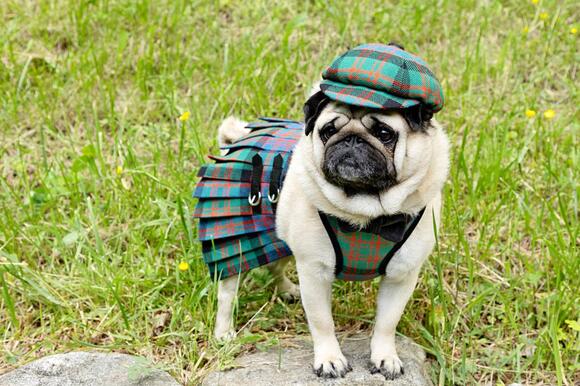 200+ Amazing Scottish Dog Names and Their Meanings