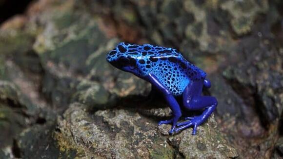 10 Tiny Animals That Are More Deadly Than They Look - NewsBreak