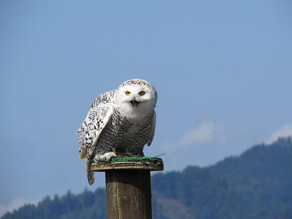 The Silent Hunter the Snowy Owl Moves Without a Sound - NewsBreak