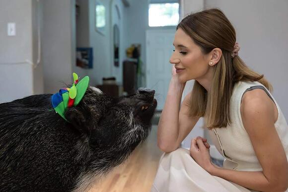 This 'talking' pig got his parents together and won a world record ...