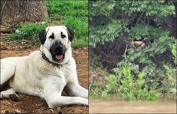 Dog Missing During Texas Flood Found Trapped and Alive With Help of GPS ...