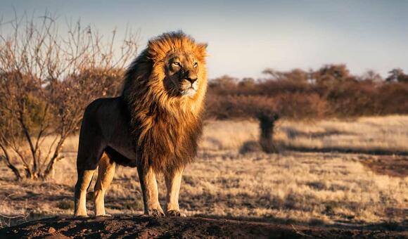 Discover 8 Animals that Represent and Are Associated With the Sun ...
