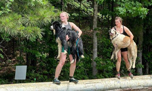 Unleash the Adventure: One World Canine Obstacle Run Takes Anniston by ...