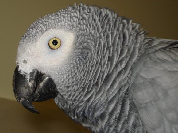 10 of The World’s Most Intelligent Birds - NewsBreak