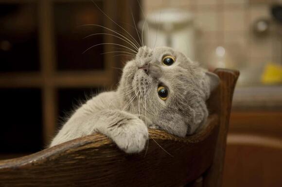 The Funniest Cat Reactions Caught on Camera - NewsBreak
