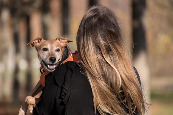 Dogs Understand Our Emotions Better Than We Realize - NewsBreak