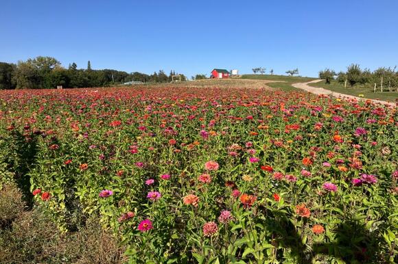 Apple orchards, pumpkin patches and flower fields: Iowa farmers see the ...