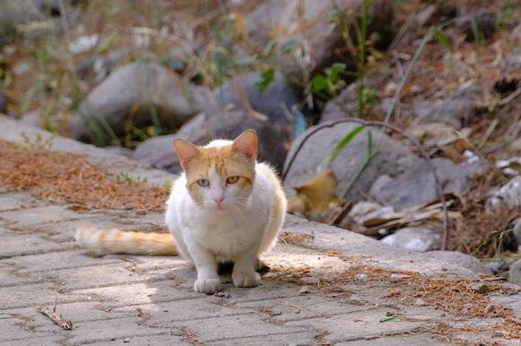 Shocking Street Cat Lockdown Enforced After Rare Birds Face Extinction ...
