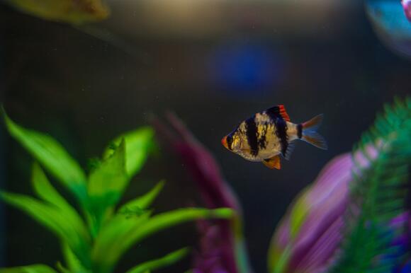 10 Popular Fish Breeds and What Makes Each Unique - NewsBreak