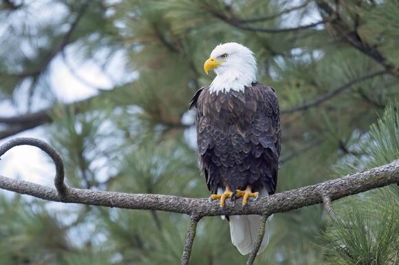 The Biggest Bald Eagle Ever Recorded in the US - NewsBreak