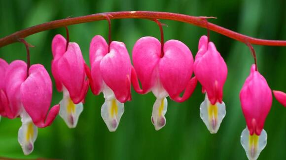 9 Pink Perennials That Love the Shade - NewsBreak