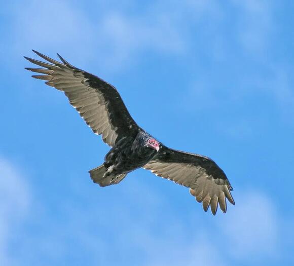 6 Facts About the California Condor One of America’s Rarest Birds ...