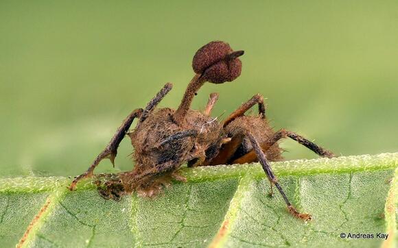 The Fungus That Turns Insects Into Zombies (Ophiocordyceps) - NewsBreak
