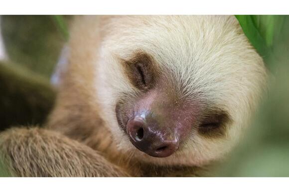 Why Sloths Are So Slow — And How That’s Weirdly Brilliant - NewsBreak
