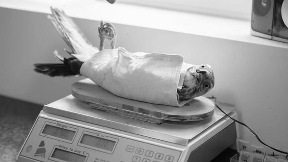 Foals Dying in BLM Holding Facilities Spark Calls for Accountability ...