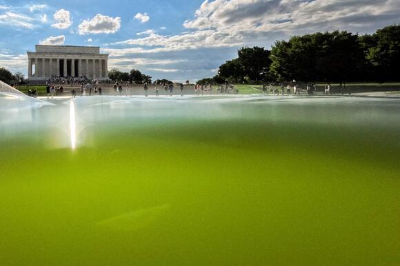 Reality Star Dragged Into Trump’s Green Slime Pool Drama - NewsBreak