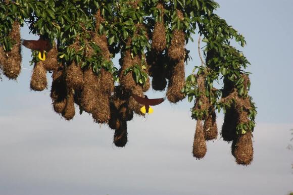 10 Unique Birds That Build the Most Incredible Nests - NewsBreak
