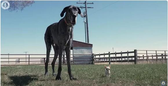 Retired K-9 Axel Remembered by Ventnor Police - NewsBreak