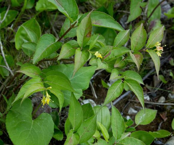 The Best Native Honeysuckles to Get Pollinators and Hummingbirds ...