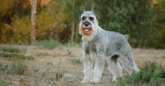 What Kind of Dog Is Benji? Breed Information, Pictures and Facts ...